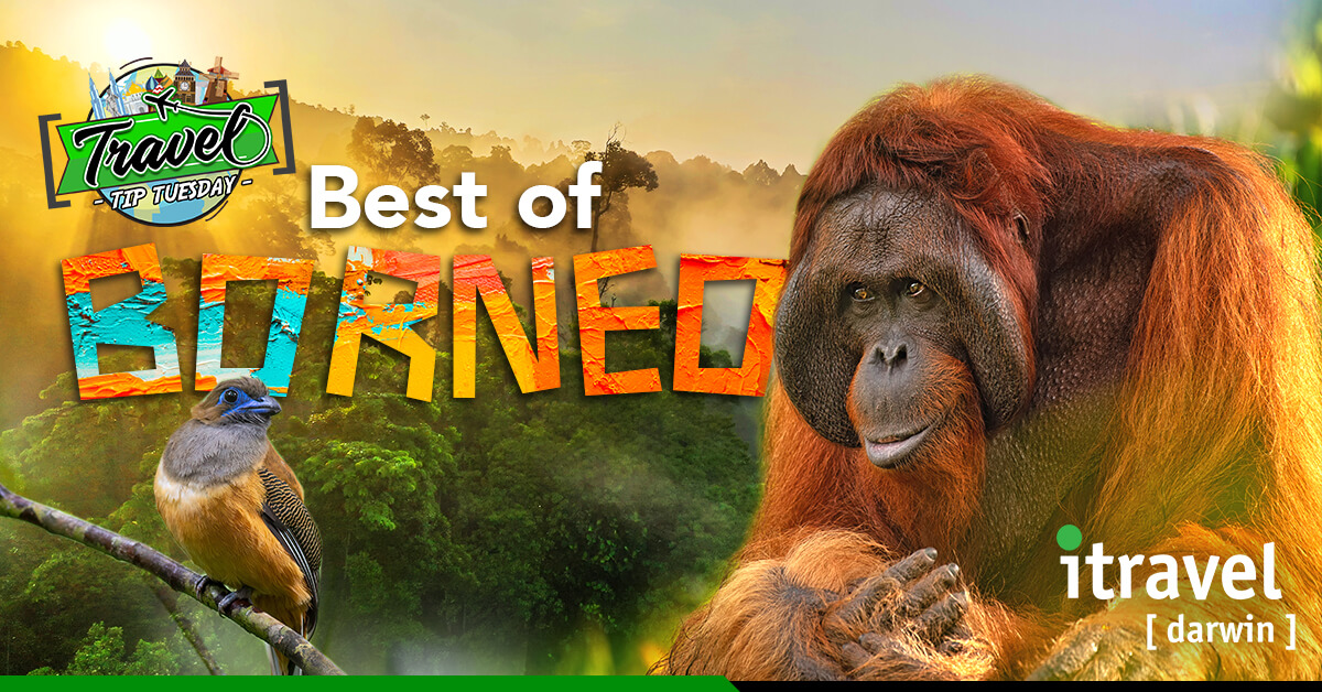 Get up close and adventurous with Borneo’s wildlife and untamed rain ...