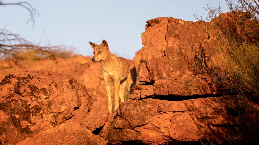 New DNA testing shatters ‘wild dog’ myth, most dingoes are pure ...