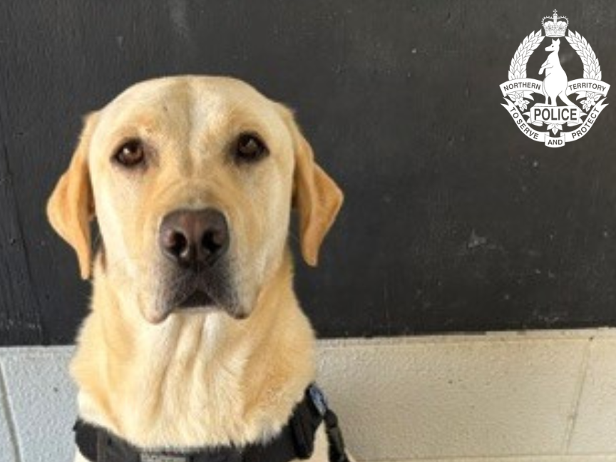 Drug-sniffing dog finds meth and knives on bus passenger: Police | NT ...